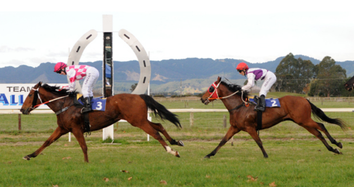 Te Teko Racecourse Horse Racing Live Stream : Results - Stats
